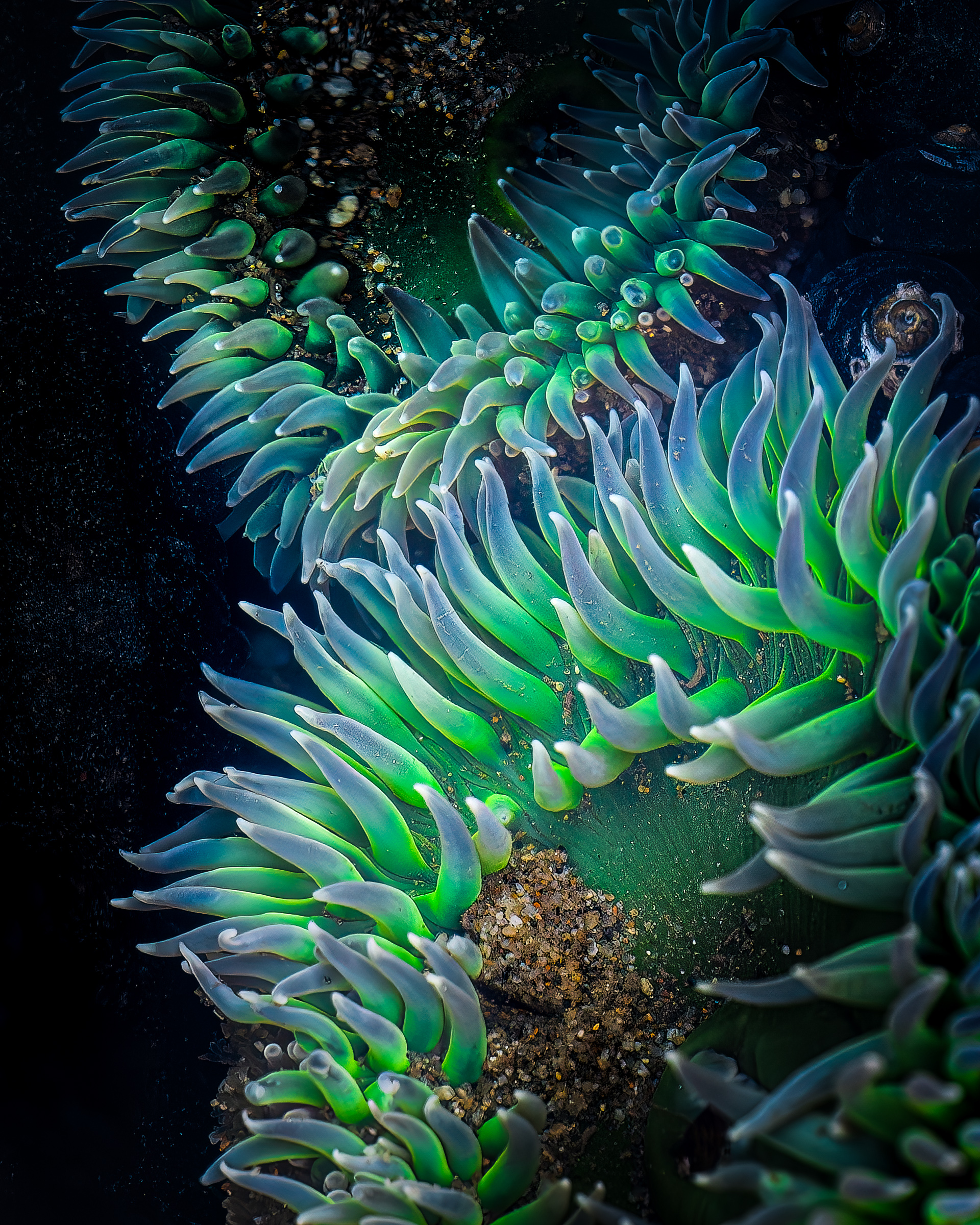 California Wildlife Photo of the Year Contest****